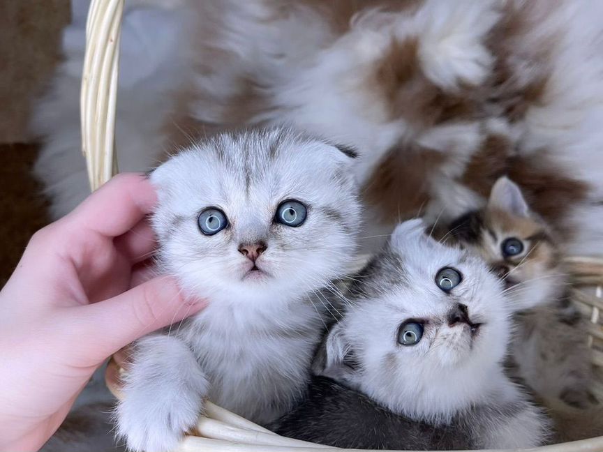 Шотландские вислоухие котята