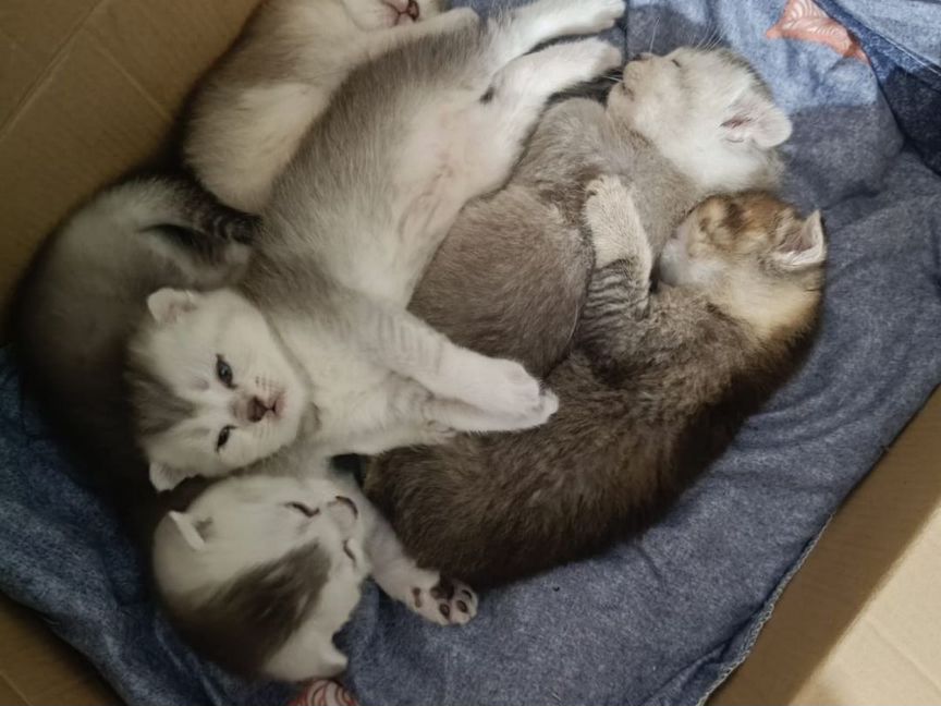 Британские вислоухие котята