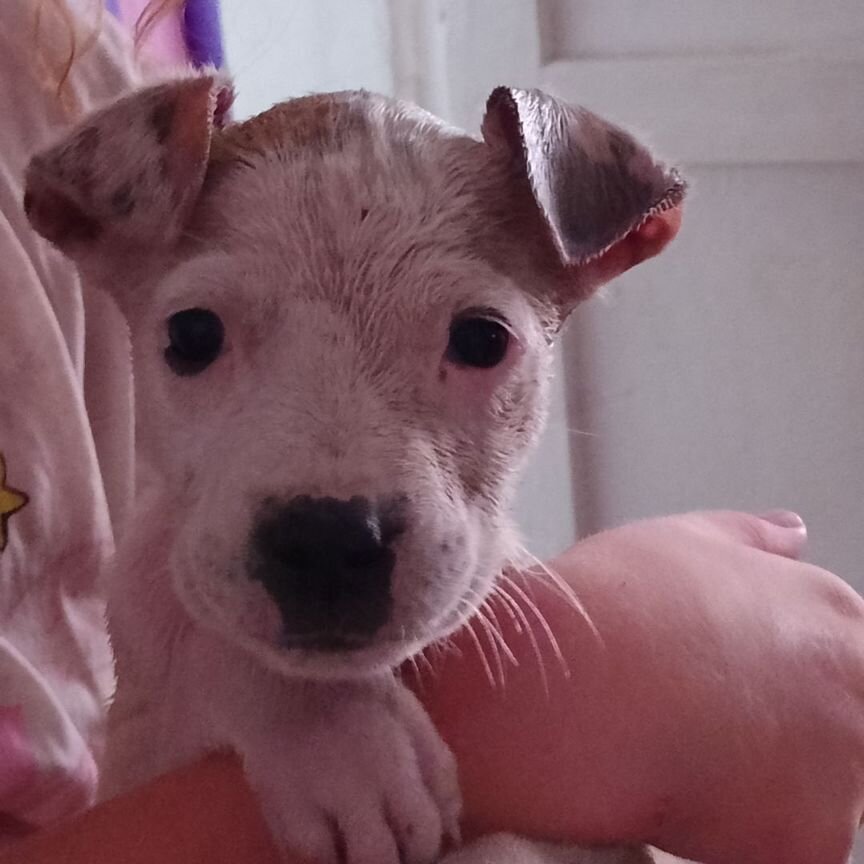 Отдам щенят две девочки 2 месяца