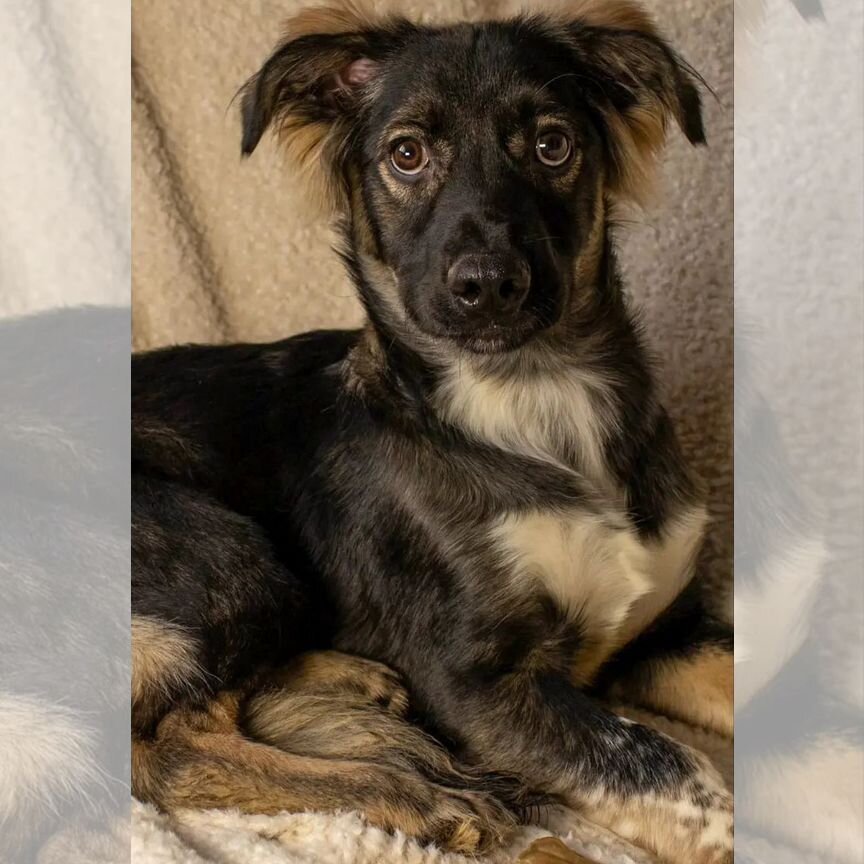 Щенок в добрые руки