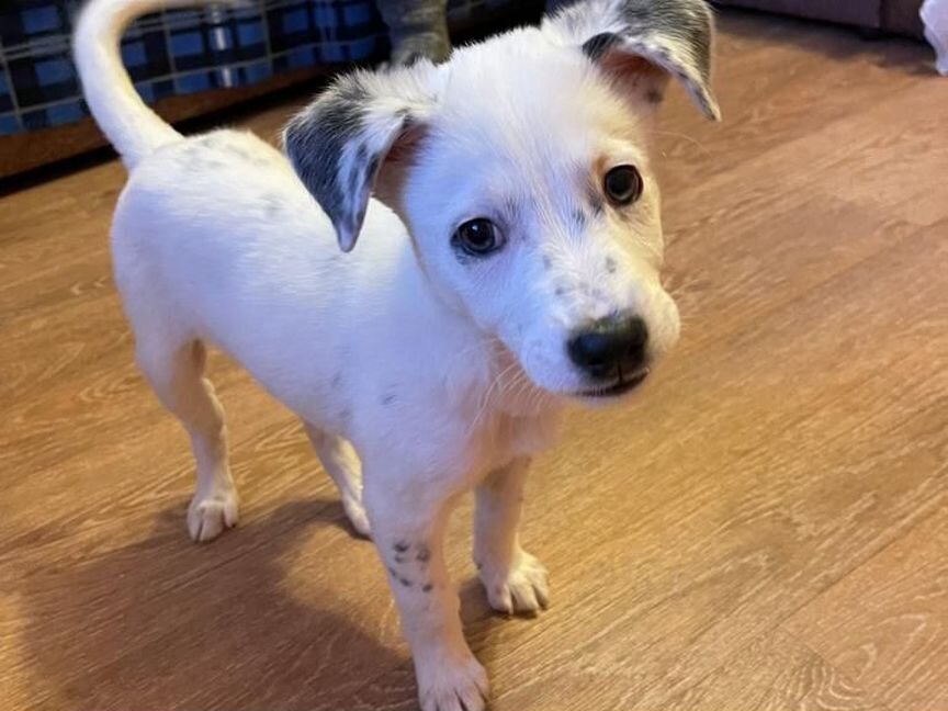 Отдаем щенка в добрые руки