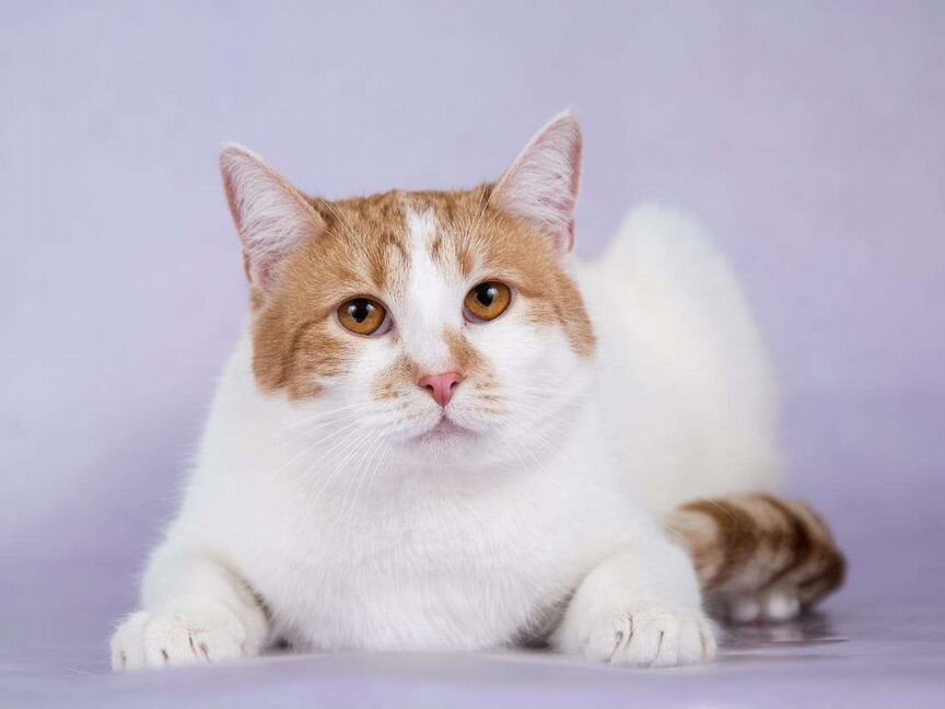 Кошка Зина в добрые руки