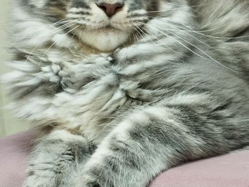 Мейн-кун котенок девочка голубая серебряная