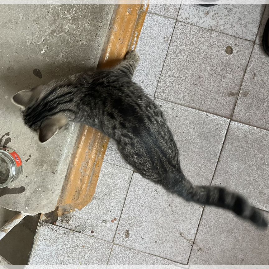 Котёнок в добрые руки