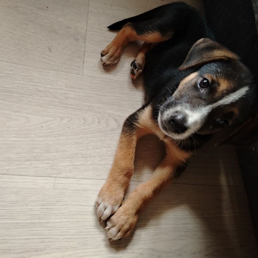 Щенок в добрые руки