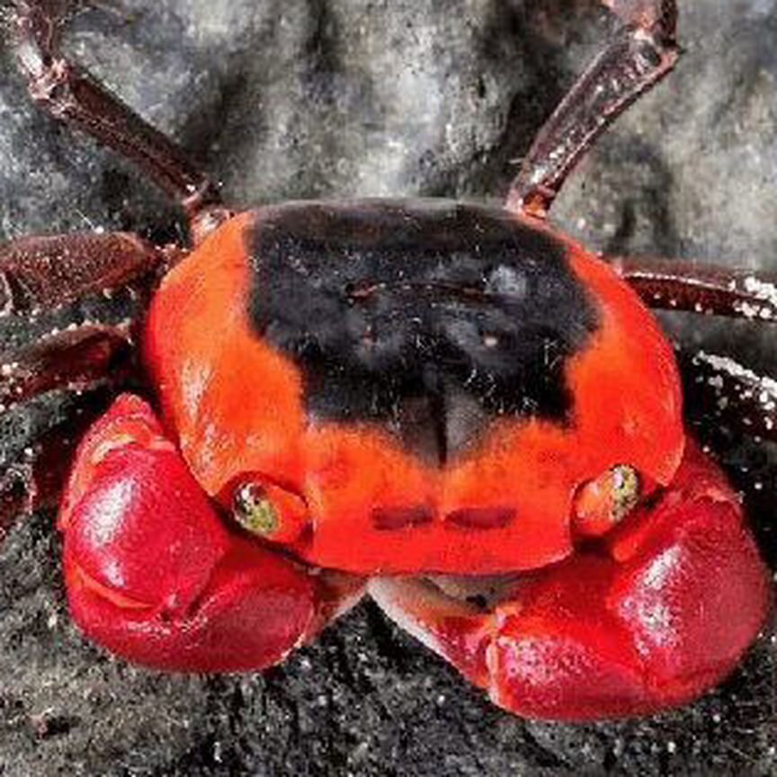 Крабы,раки карликовые