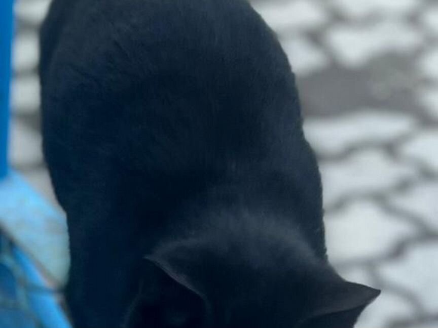 В добрые руки