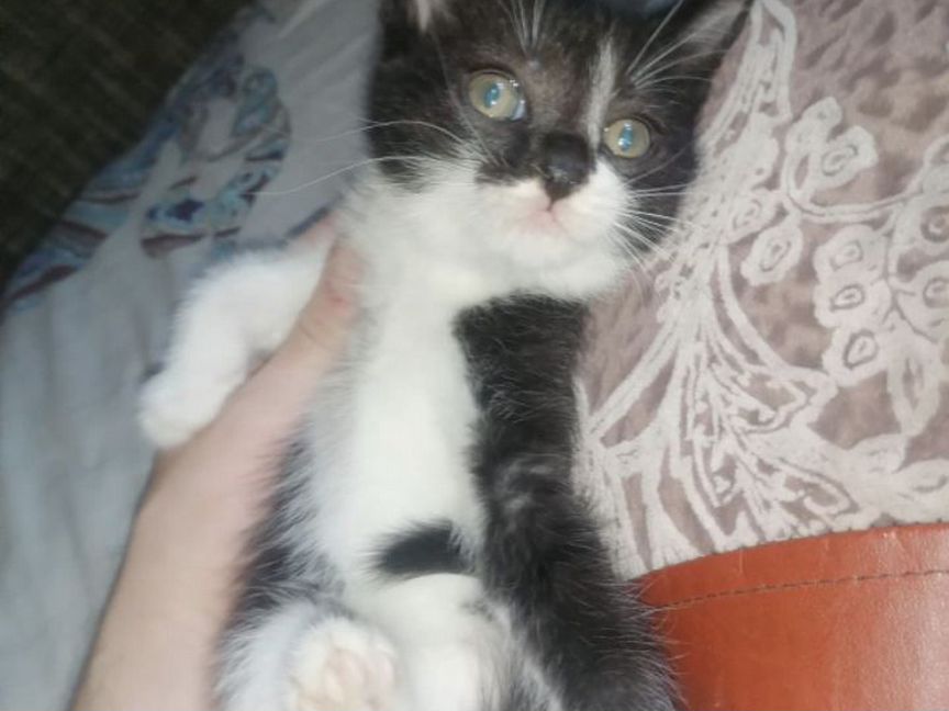 Отдам замечательного котенка