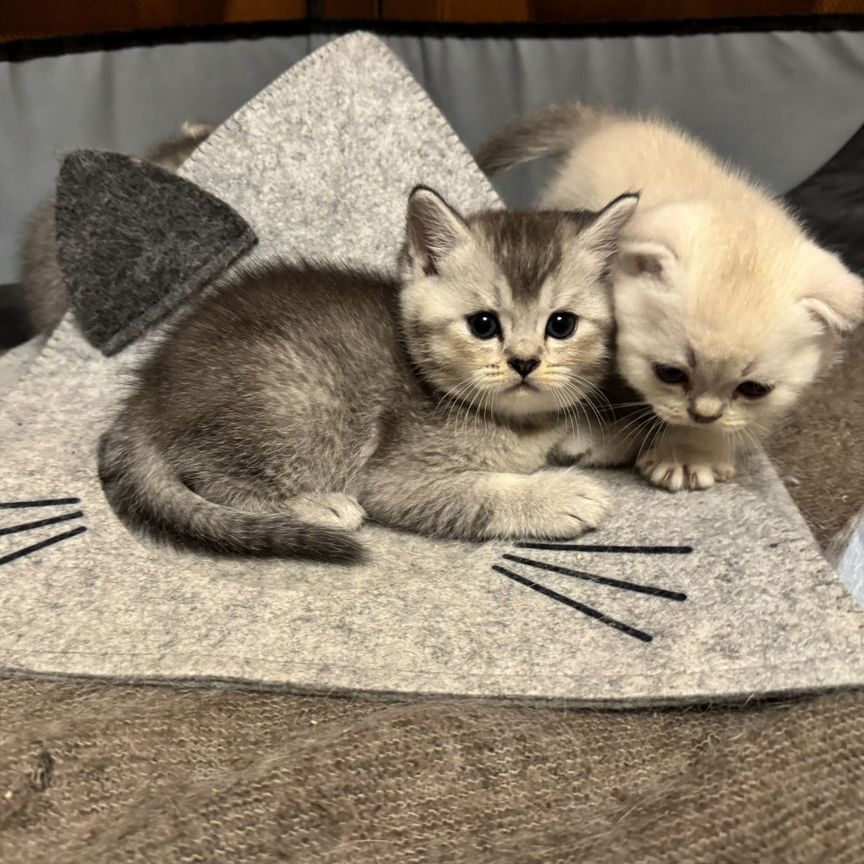 Шотландские котята