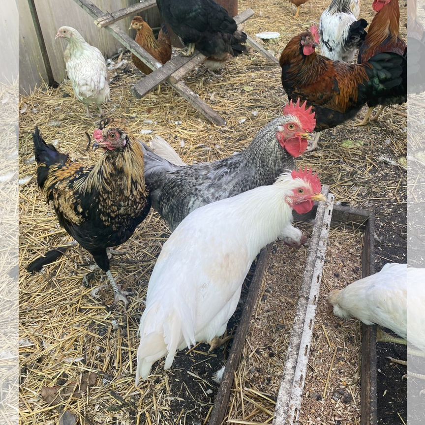 Молодые петушки