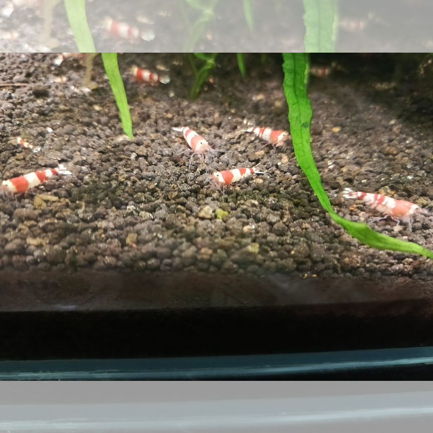 Креветки красный Кристалл