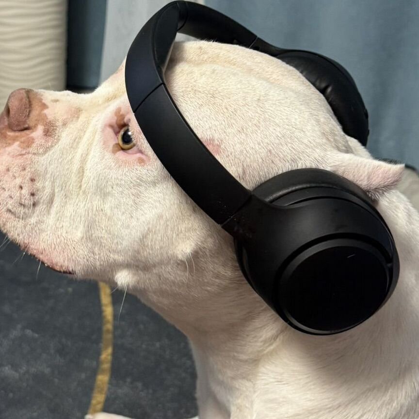 Американский булли, щенок