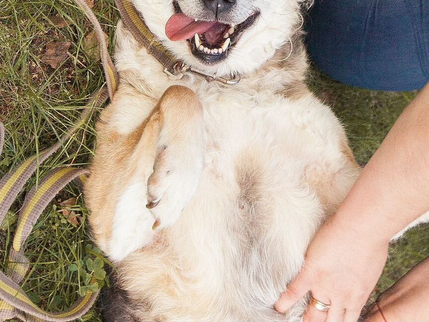 Собака в добрые руки