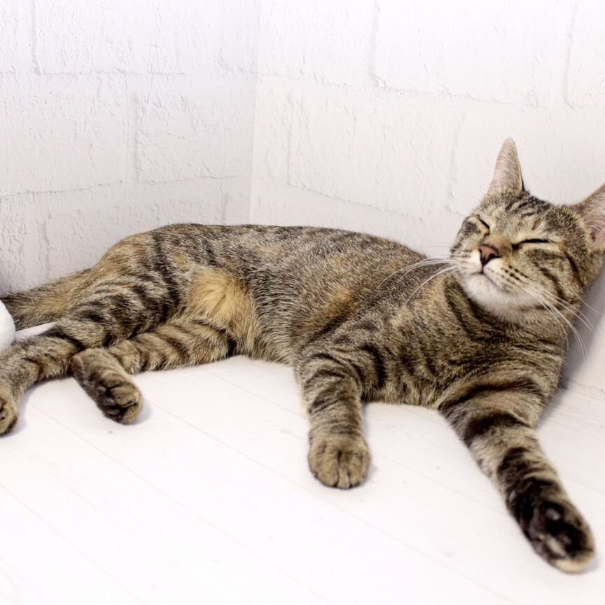 Нежная кошечка ищет дом