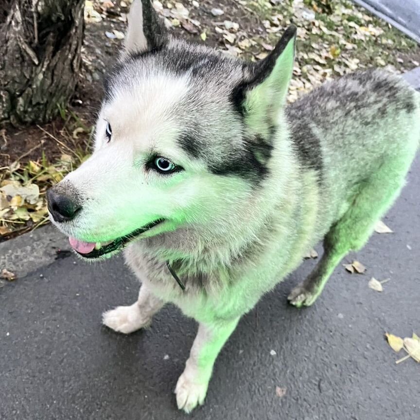 Сибирский хаски потерялся