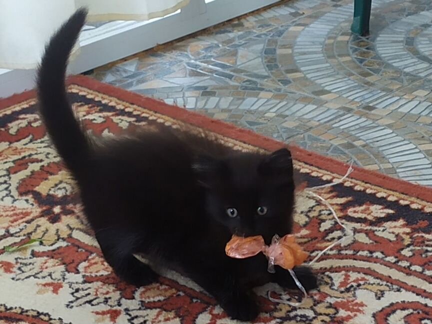 Кошка в дар