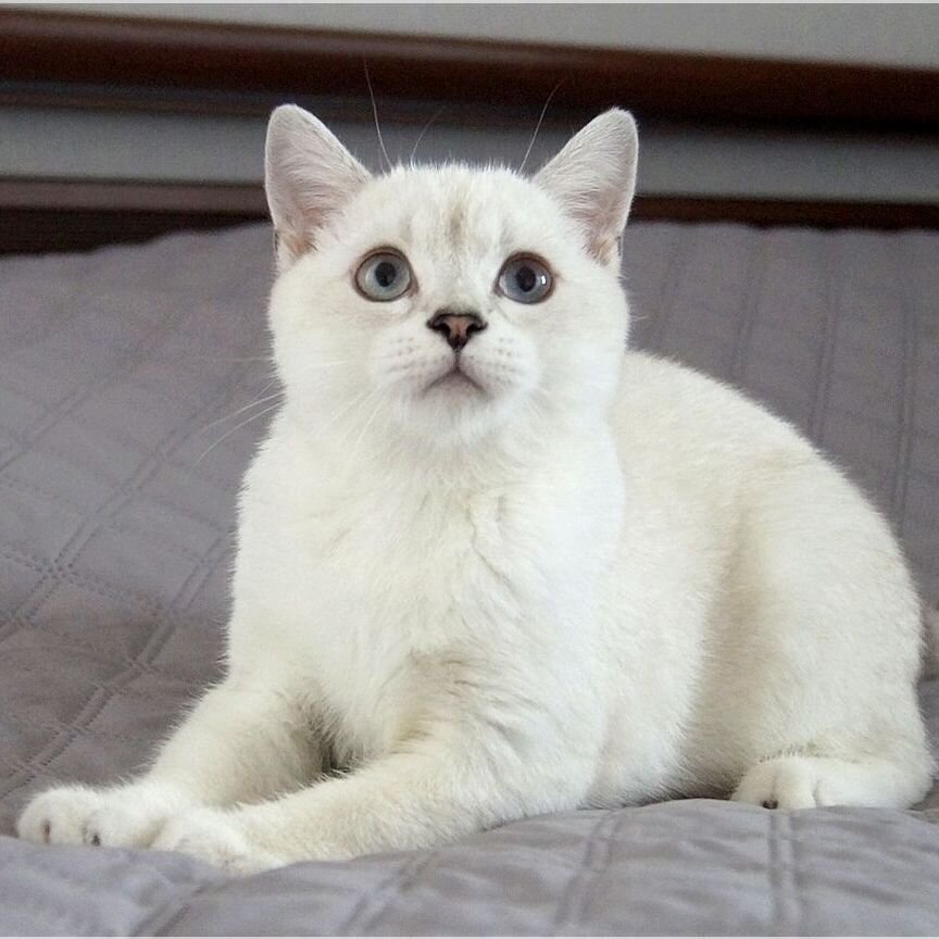 Красавчик