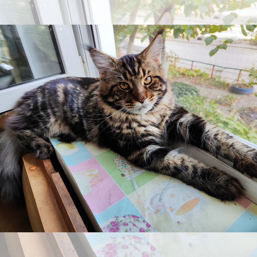 Кот мейн-кун вязка