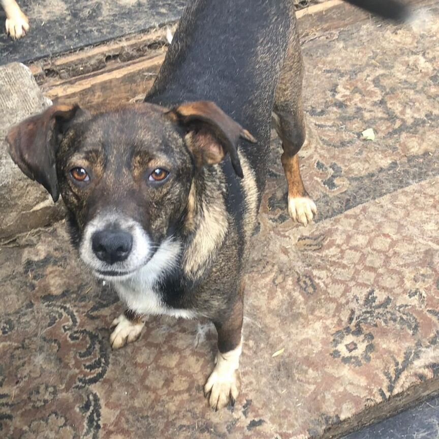 Собака в добрые руки, Банди ищет хозяина