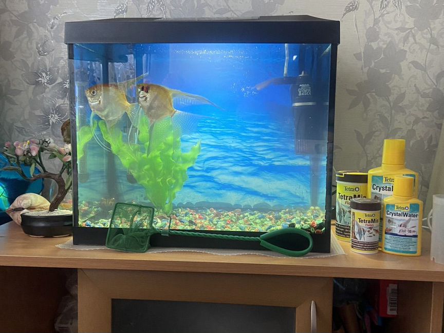 30 л. две сколярии приборы и корм