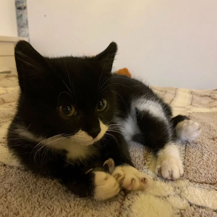 Котёнок ищет свой дом