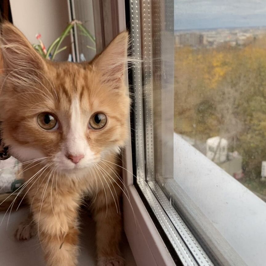 Котёнок в добрые руки
