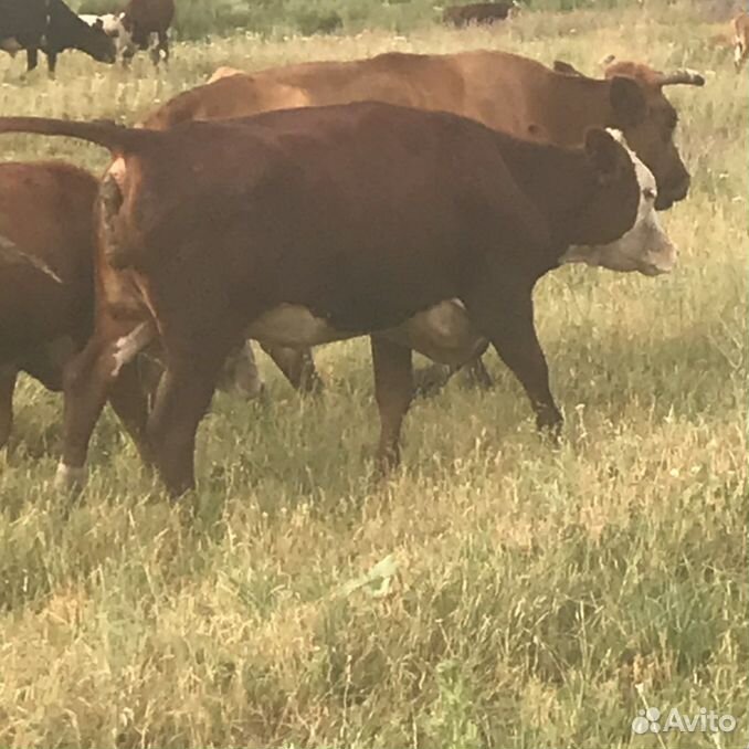 Бычки и телочки от 7месяцев