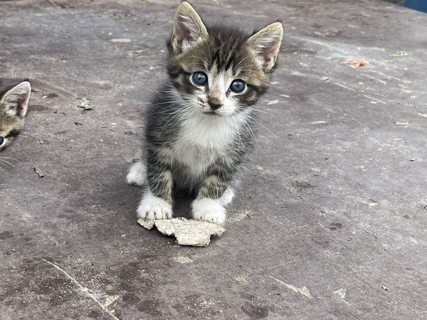 Котята ждут любящих хозяев