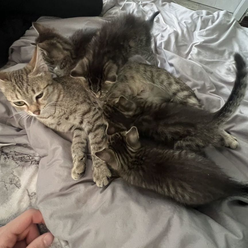 Котёнок в добрые руки