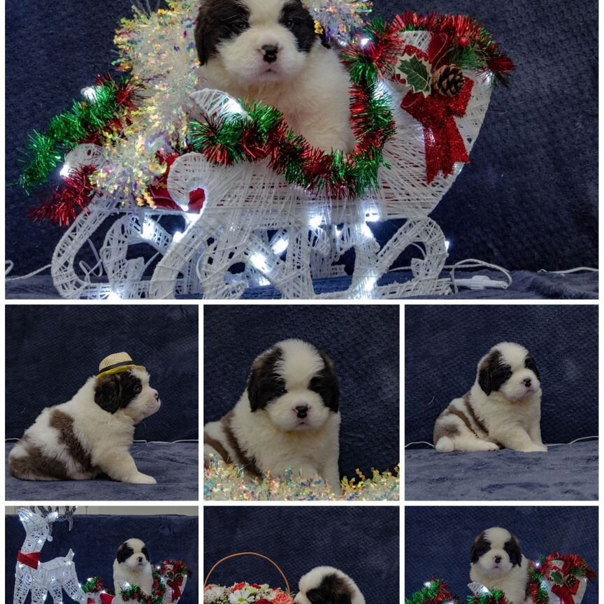 Щенки сенбернара