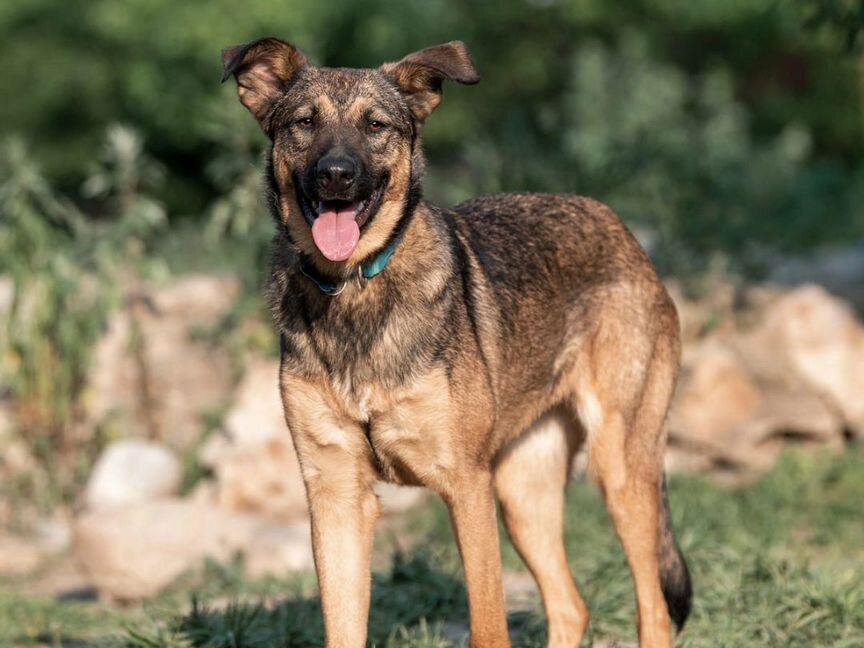 Луиза - метис чёрной овчарки и дворняги