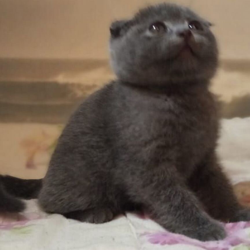 Шотландский вислоухий мальчик