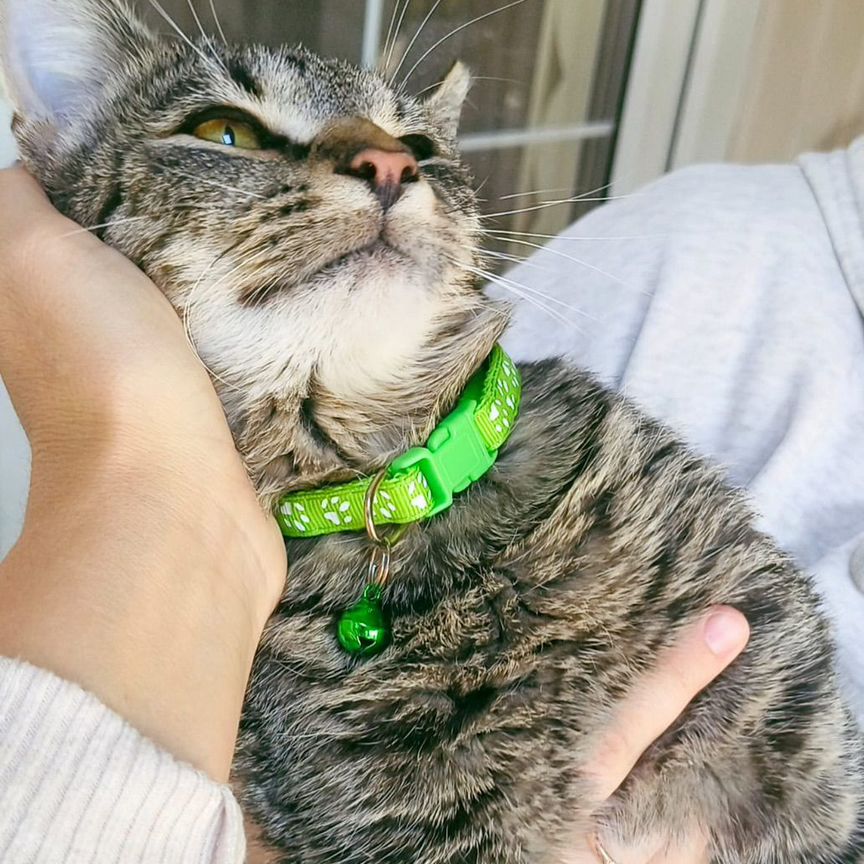 Молодой котик в добрые руки