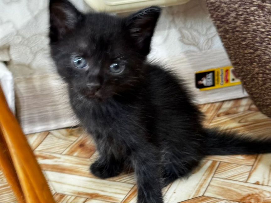 Котята в добрые руки бесплатно девочка и мальчик