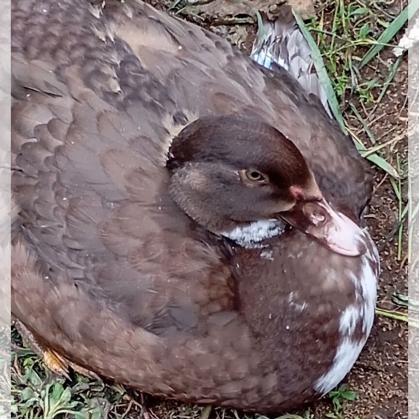 Мускусные утки. Голошейки несушки годовалые
