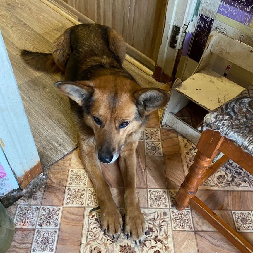 Сиротка надеется найти дом