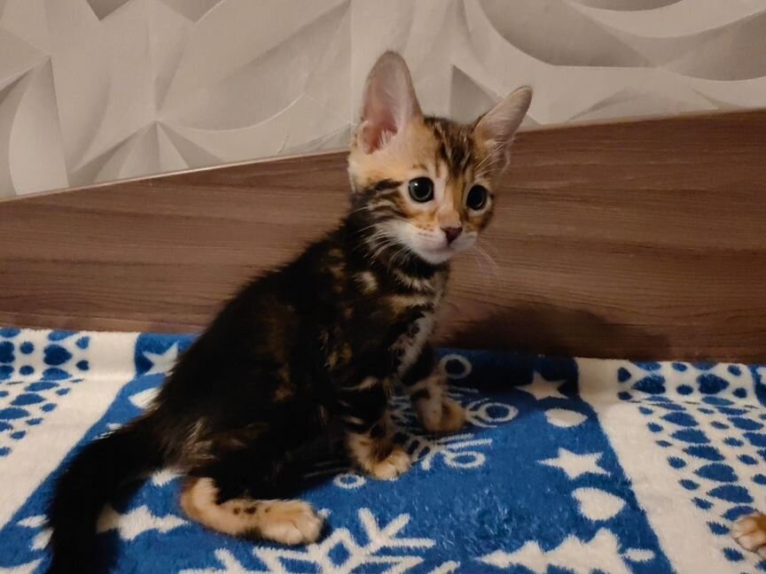 Бенгальские котята