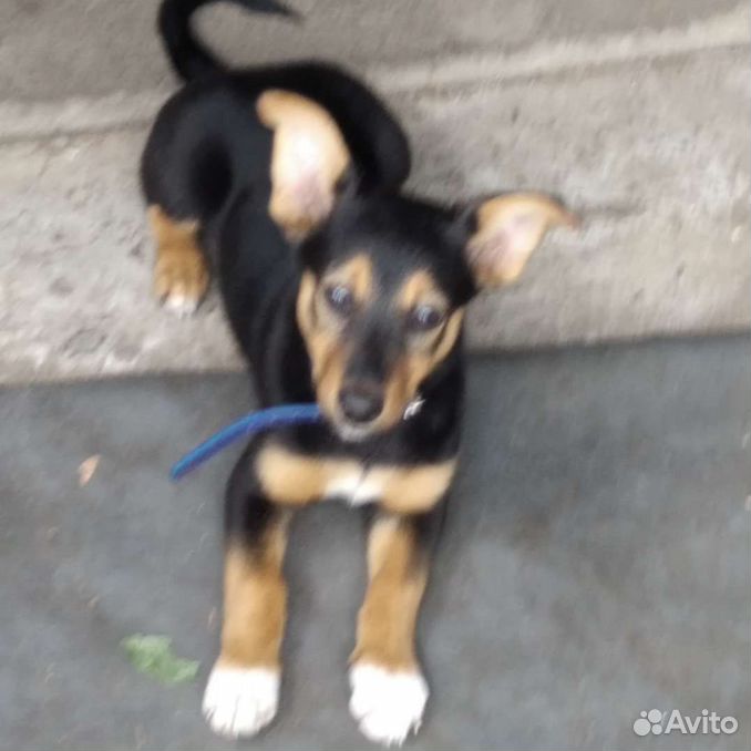 Добрый игрун