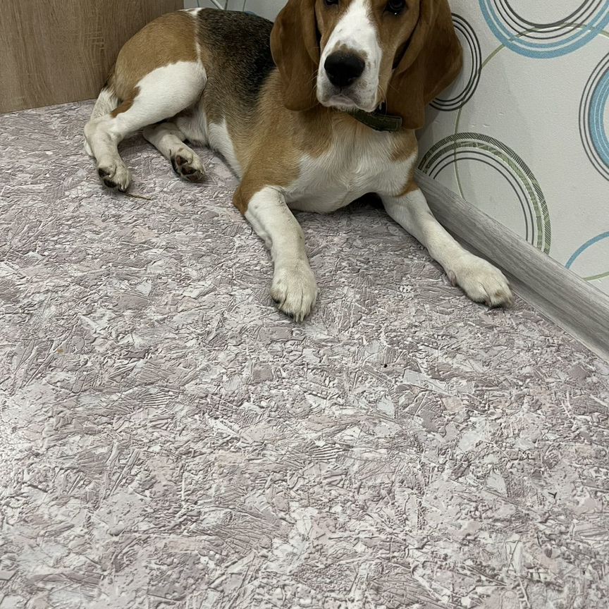 Бигль в добрые руки