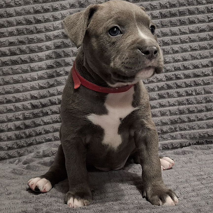 Американский стаффордширский терьер