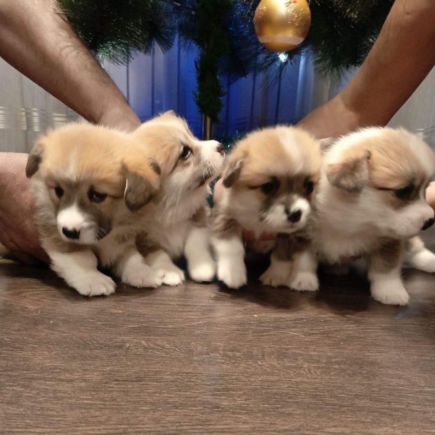 Щенки вельш корги