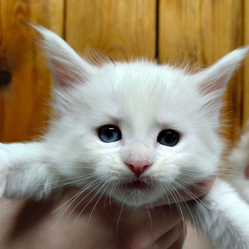 Мейн-кун котёнок