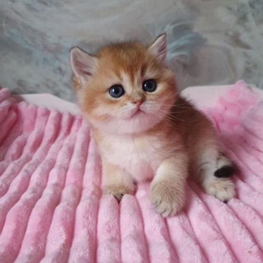 Британская золотая шиншилла ny12