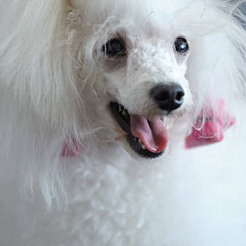 Той-пуделек Милка