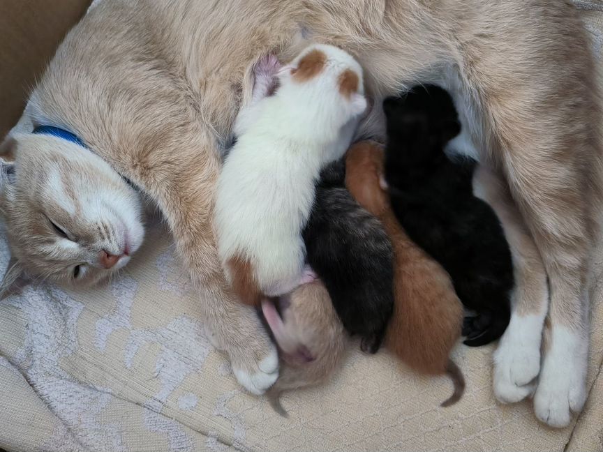 Котята