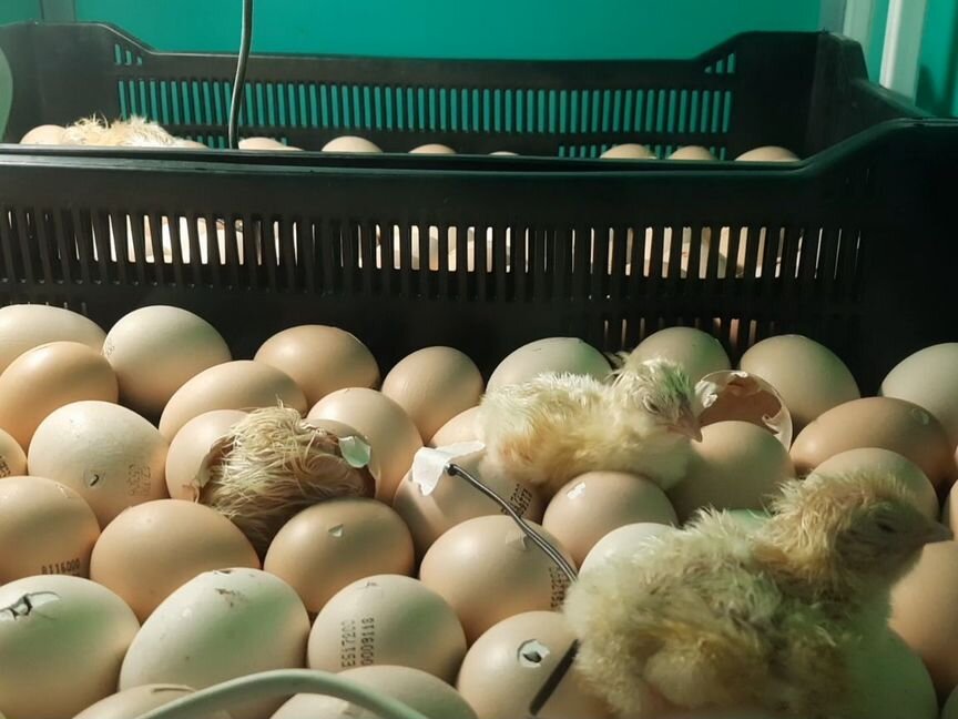 Цыплята бройлеры суточные