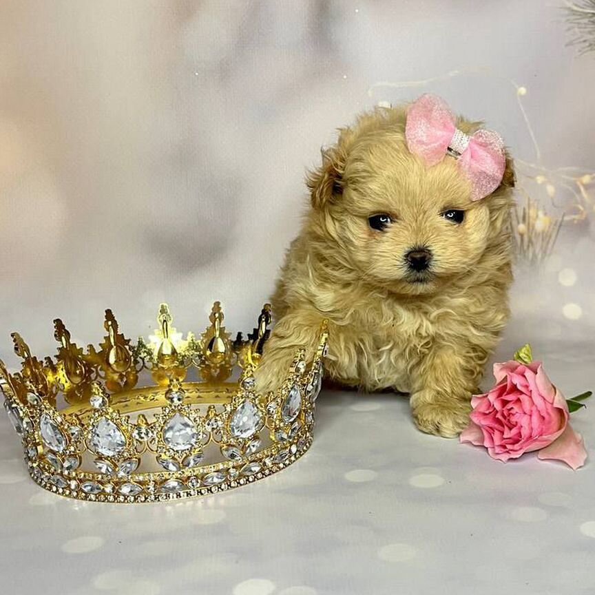 Мальтипу, щенок