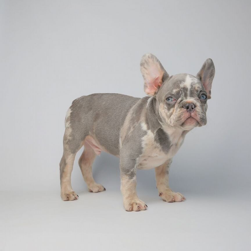 Французский бульдог лиловые мерль и содид