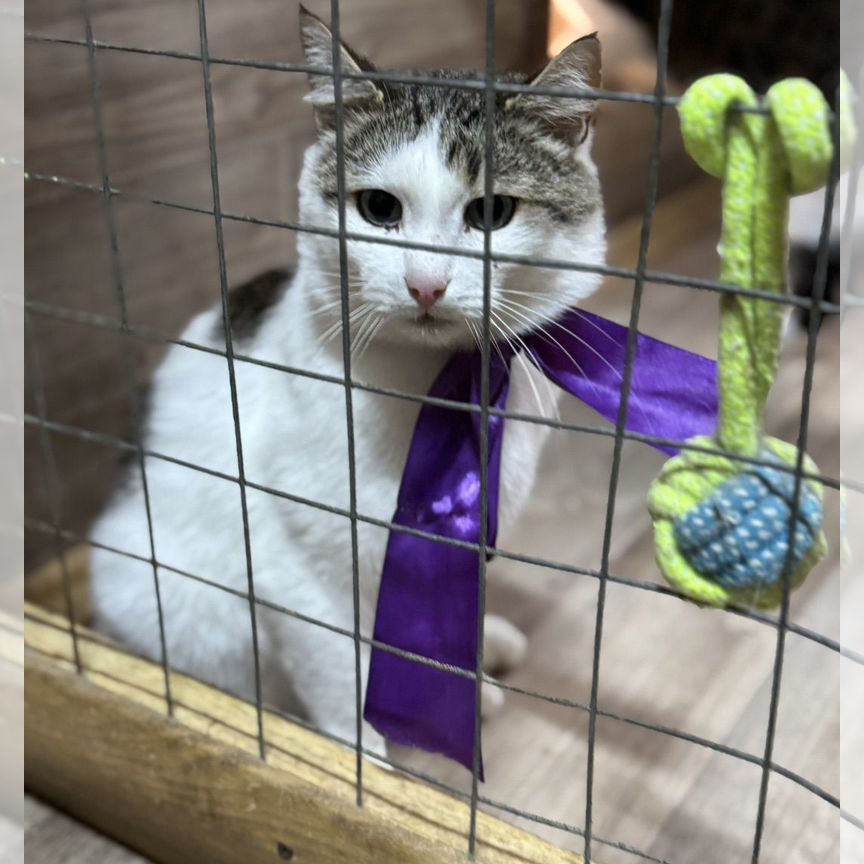 Взрослый кот в добрые руки