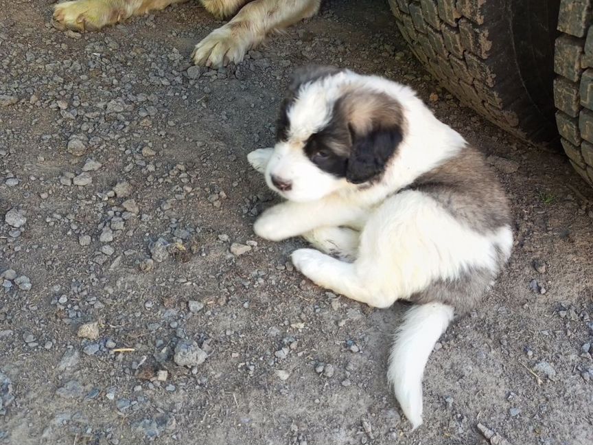 Московская сторожевая
